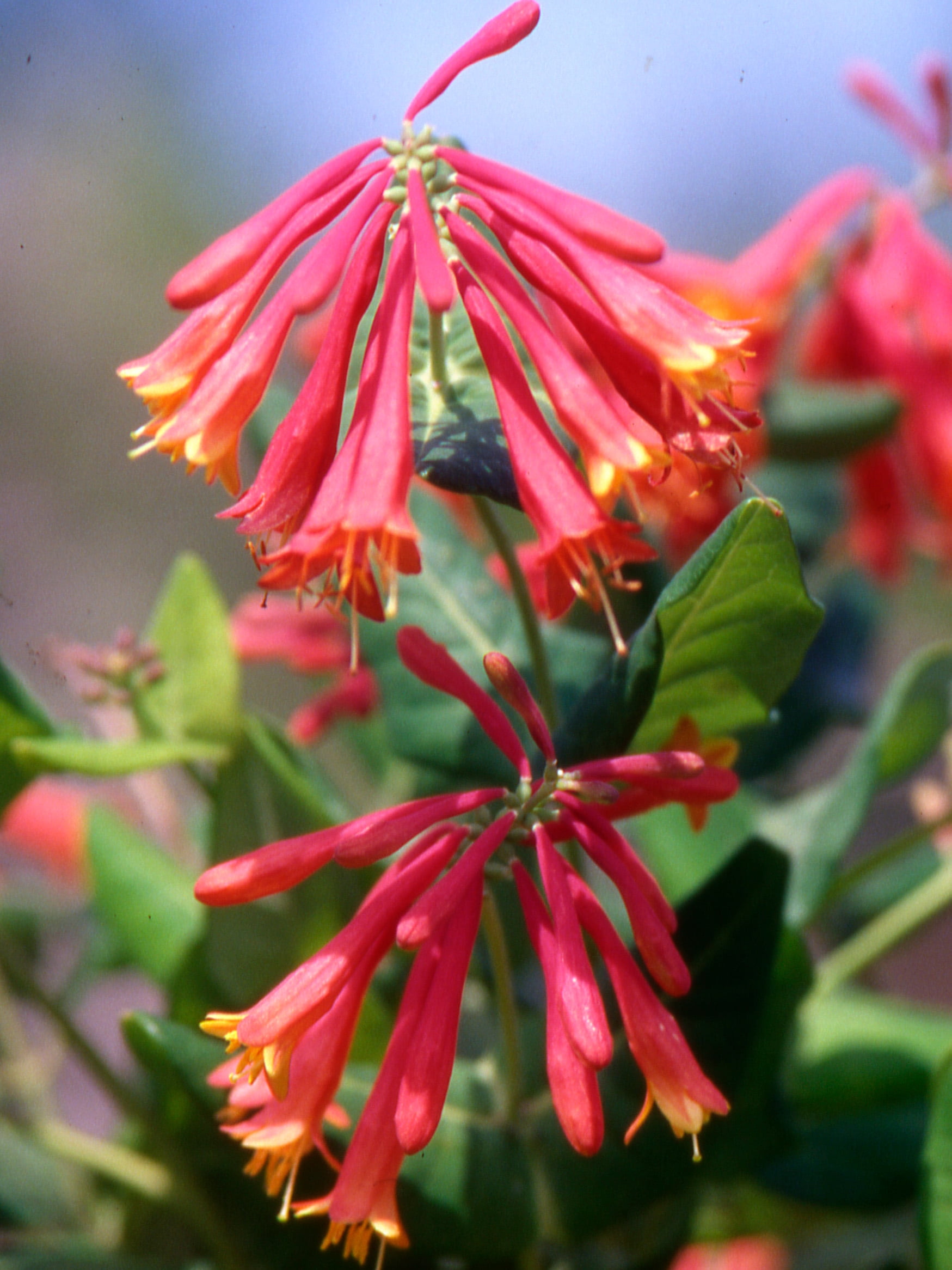 Lonicera sempervirens 'Honey Coral' - Indoor/Outdoor Native Coral ...