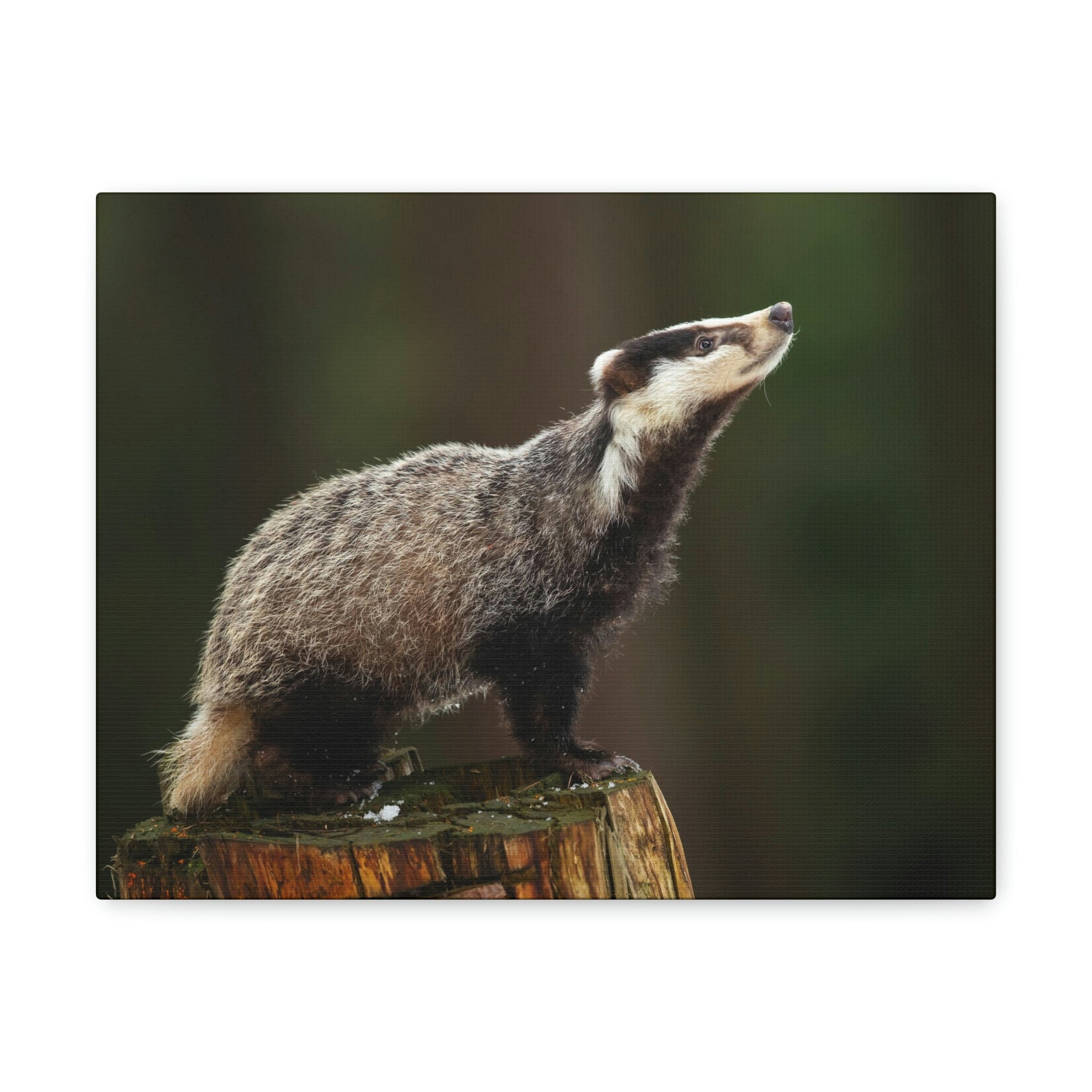 Lookin Up Badger Print Animal Wall Art Wildlife Canvas Prints Wall Art ...