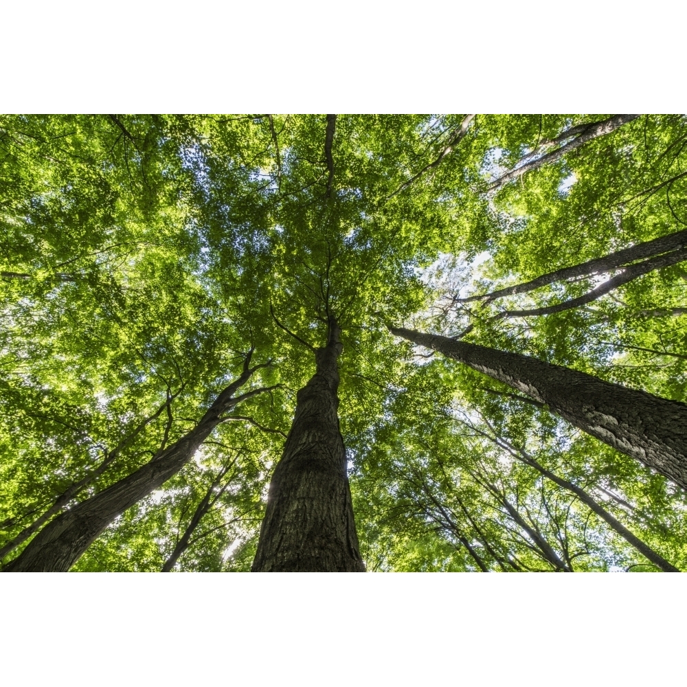 Looking up into the canopy of deciduous trees in an Ontario forest ...