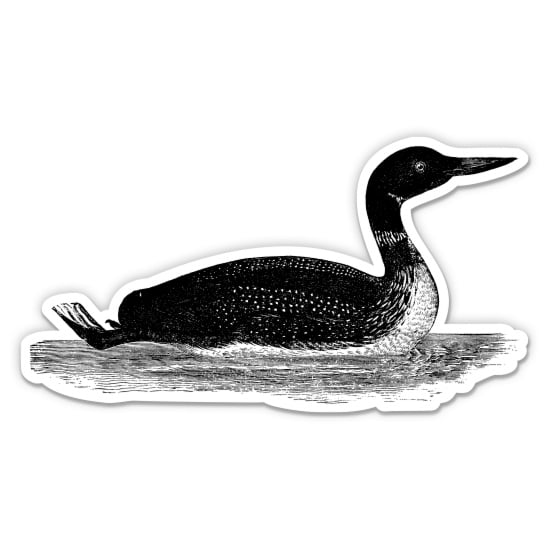 Loon - 8" Vinyl Sticker - For Car Laptop I-Pad - Waterproof Decal ...