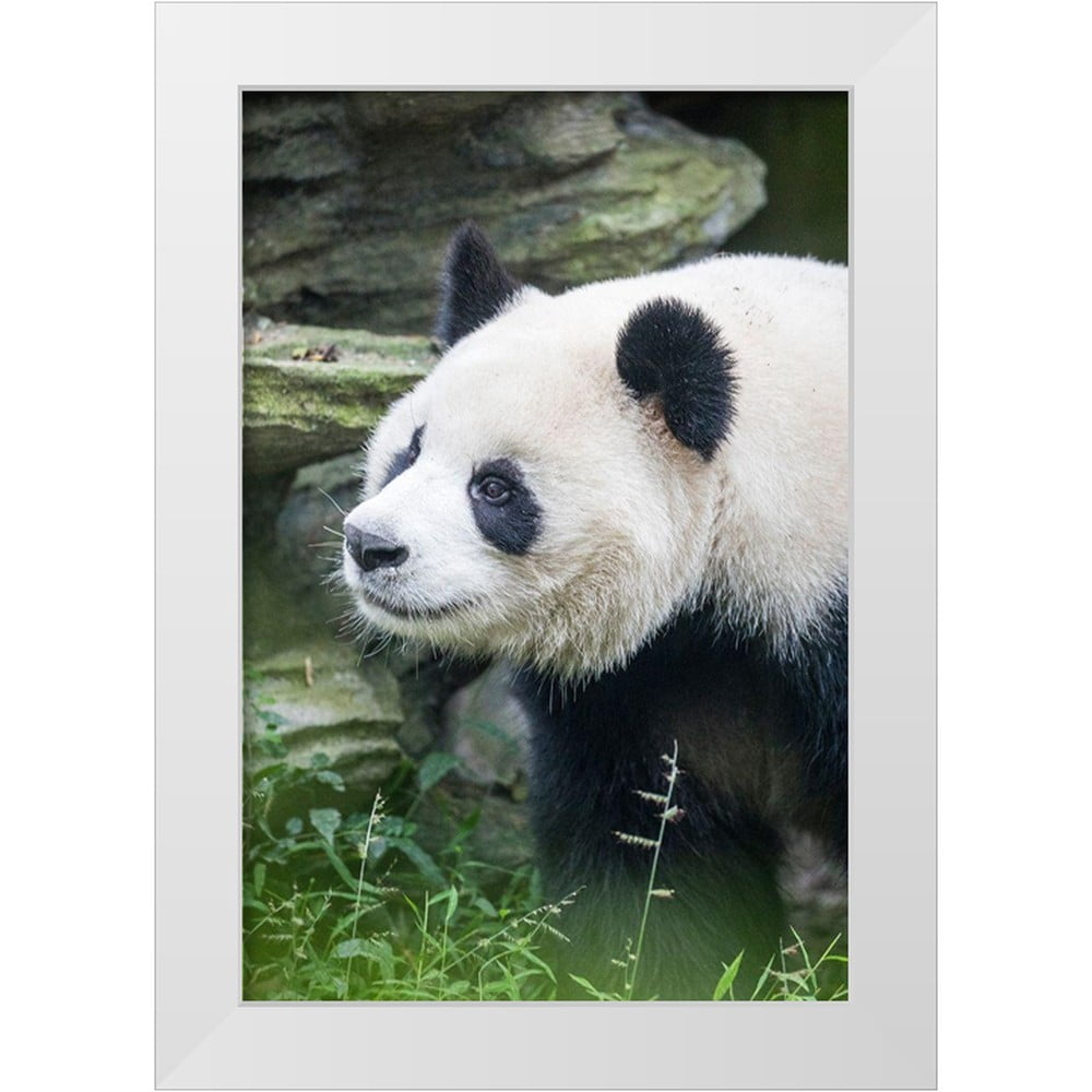 Looney, Hollice 11x14 White Modern Wood Framed Museum Art Print Titled ...