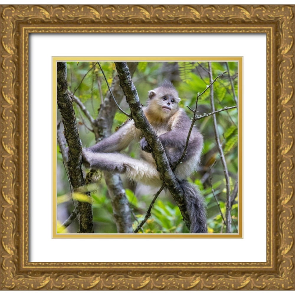 Looney, Hollice 12x12 Gold Ornate Wood Framed with Double Matting ...