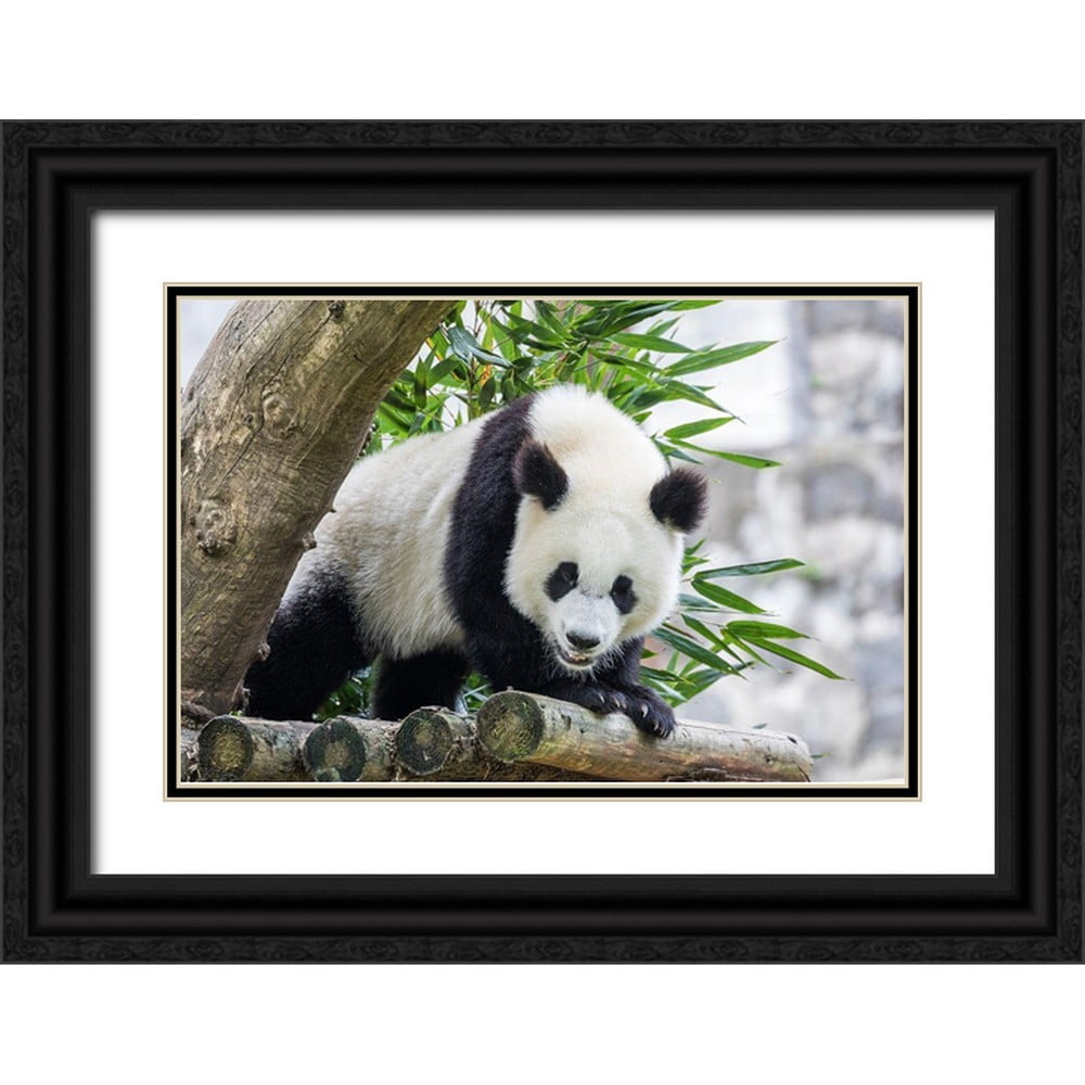 Looney, Hollice 14x11 Black Ornate Wood Framed with Double Matting ...