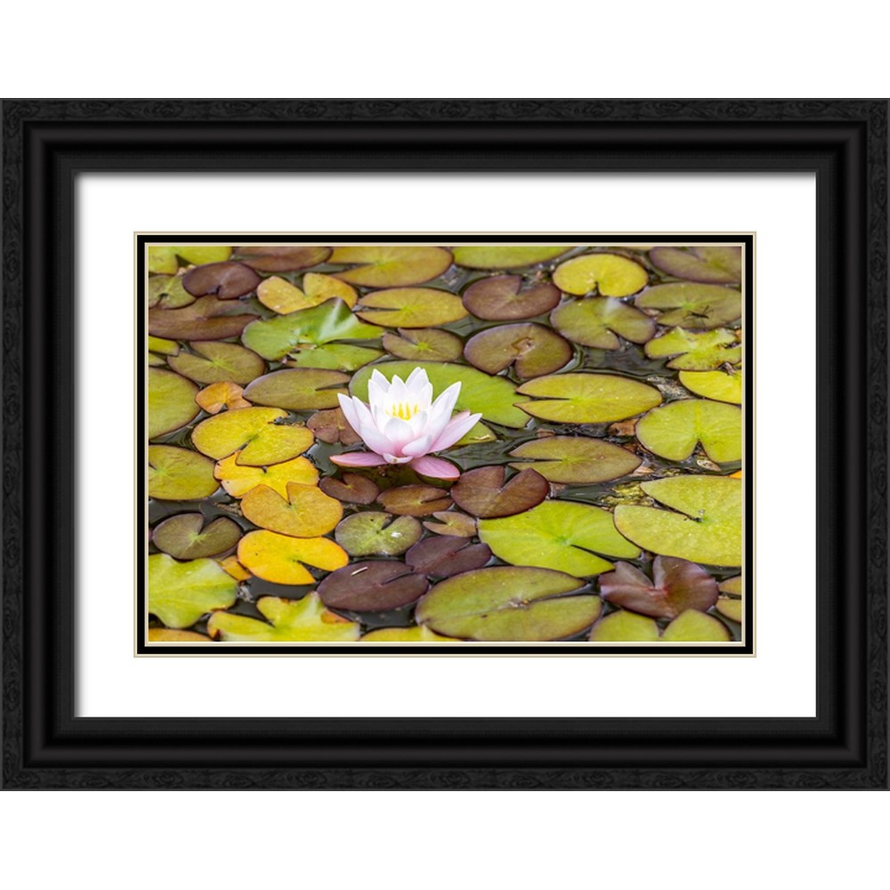 Looney, Hollice 14x11 Black Ornate Wood Framed with Double Matting ...