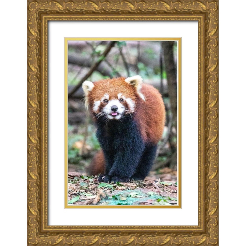 Looney, Hollice 17x24 Gold Ornate Wood Framed with Double Matting ...