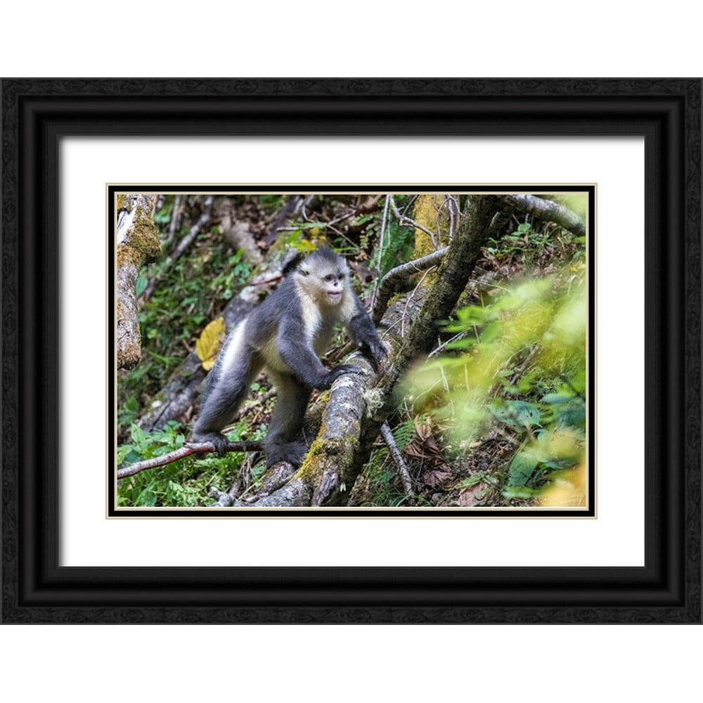 Looney, Hollice 18x13 Black Ornate Wood Framed with Double Matting ...