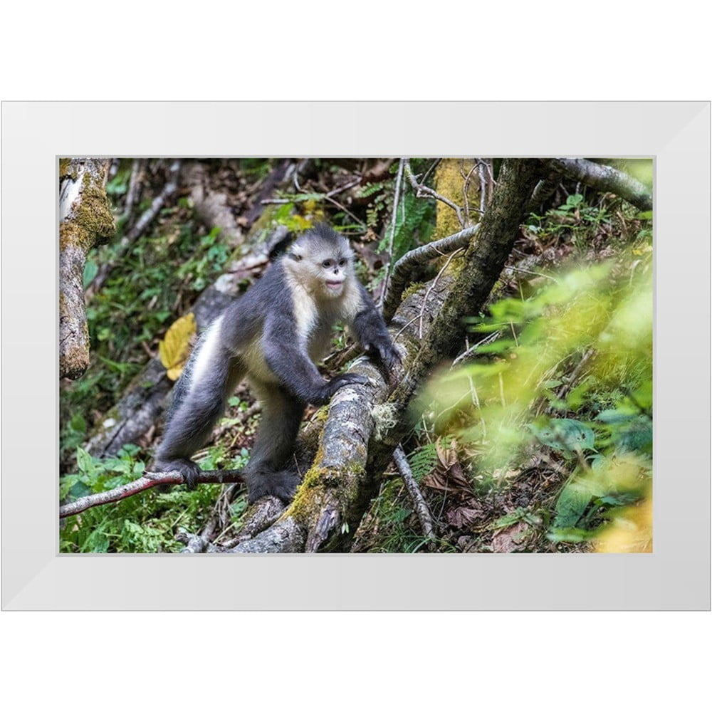 Looney, Hollice 18x13 White Modern Wood Framed Museum Art Print Titled ...