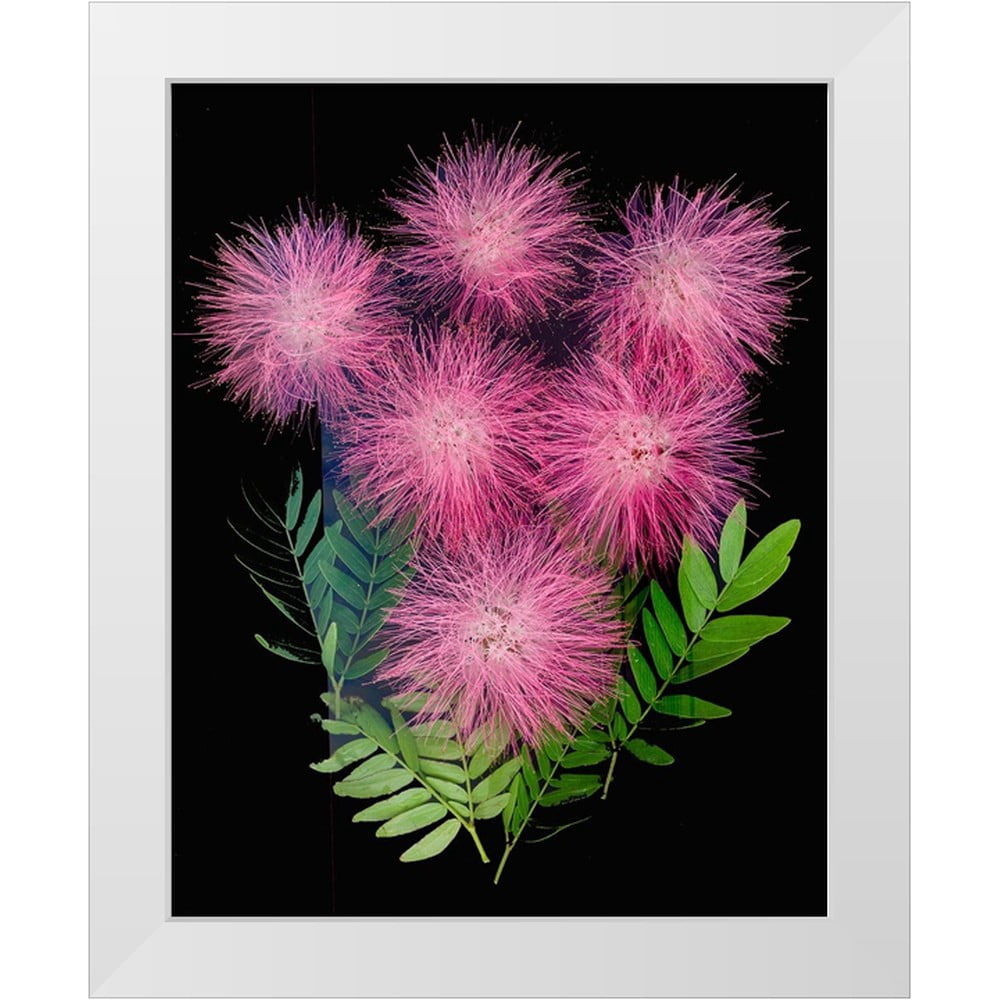 Looney, Hollice 20x24 White Modern Wood Framed Museum Art Print Titled ...