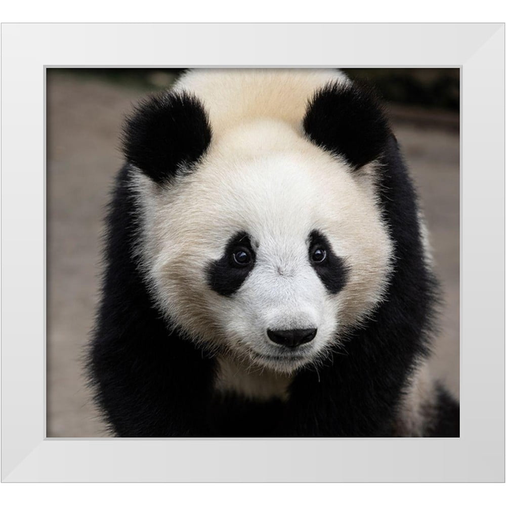 Looney, Hollice 22x20 White Modern Wood Framed Museum Art Print Titled ...