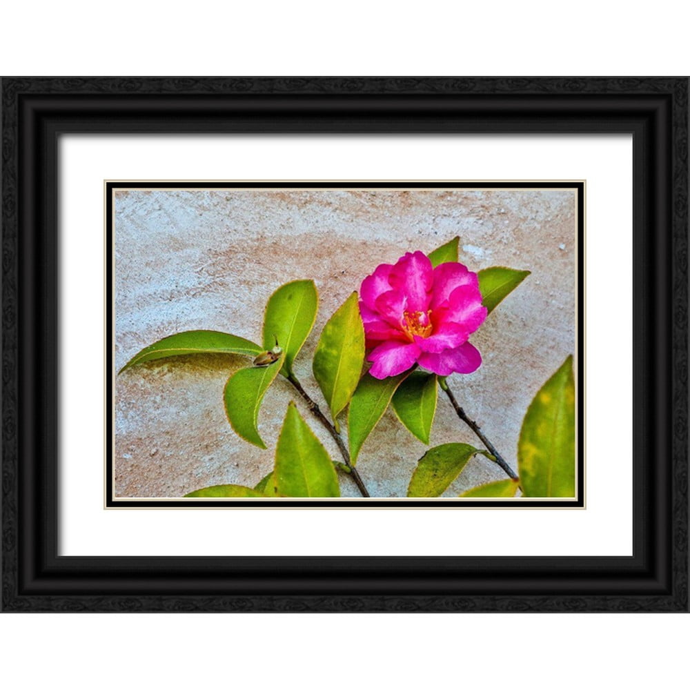 Looney, Hollice 24x17 Black Ornate Wood Framed with Double Matting ...