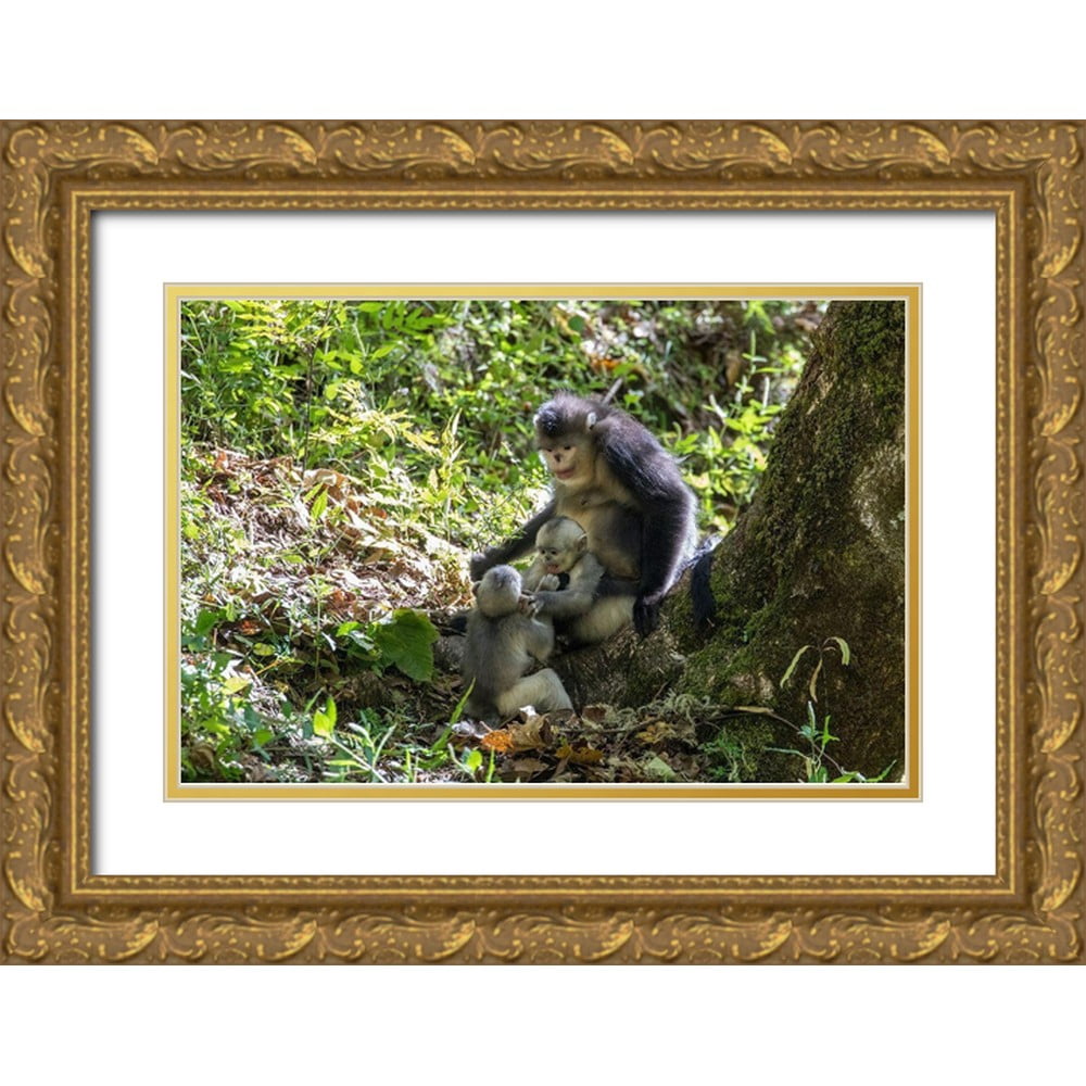 Looney, Hollice 24x17 Gold Ornate Wood Framed with Double Matting ...