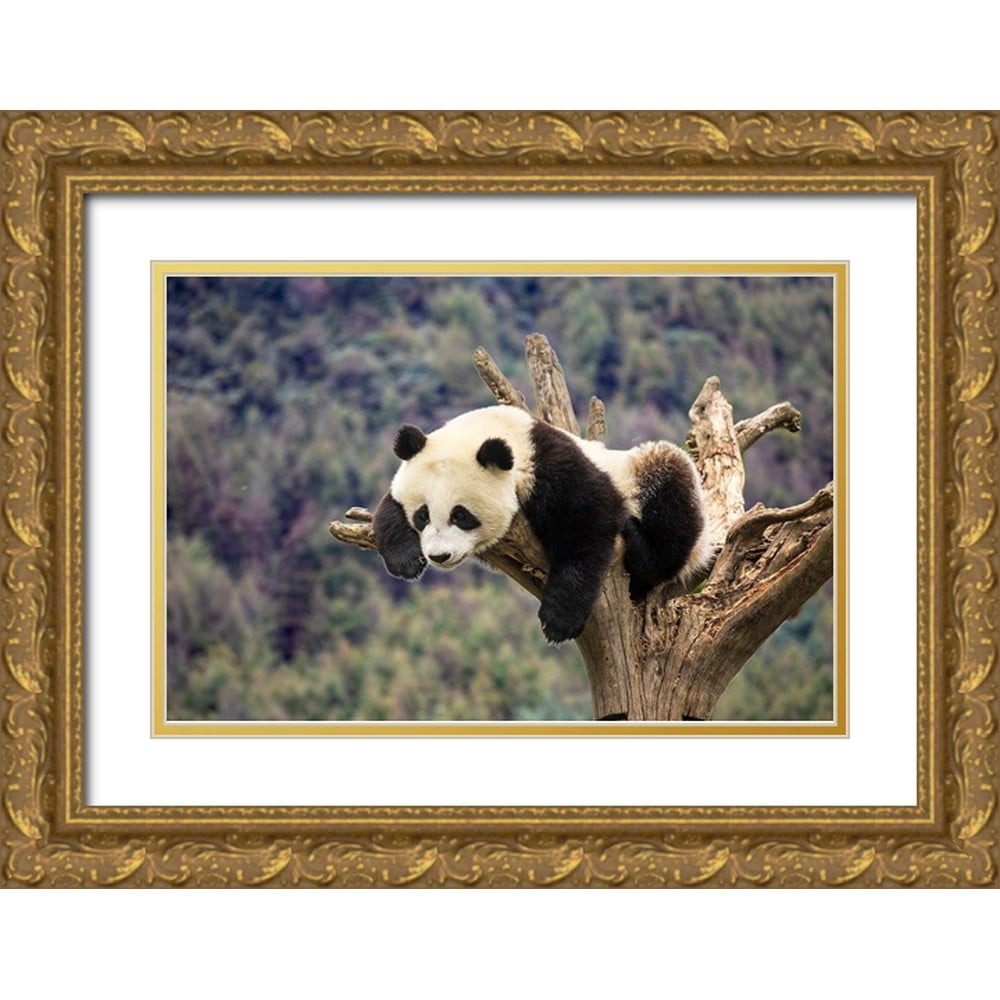 Looney, Hollice 24x17 Gold Ornate Wood Framed with Double Matting ...