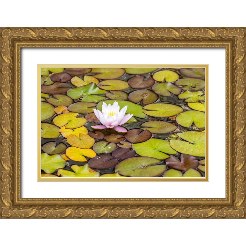 Looney, Hollice 24x17 Gold Ornate Wood Framed with Double Matting ...