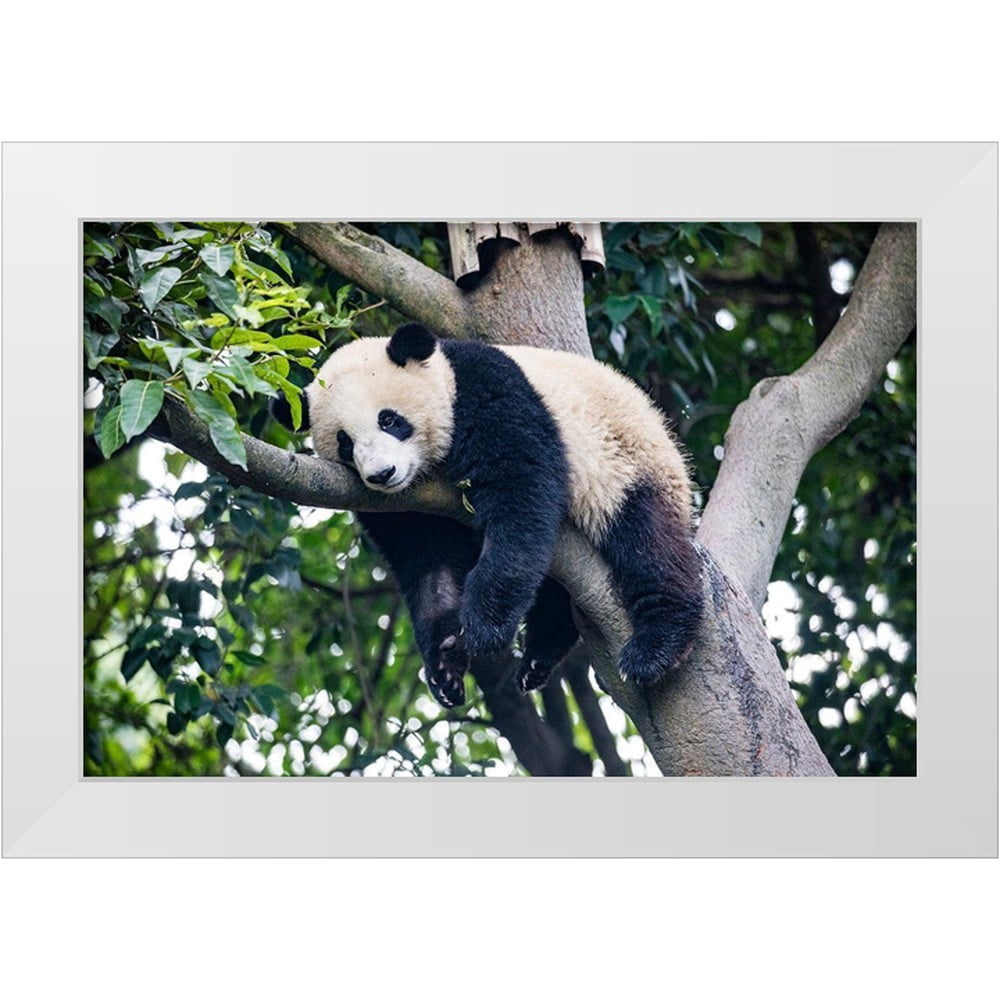 Looney, Hollice 24x17 White Modern Wood Framed Museum Art Print Titled ...