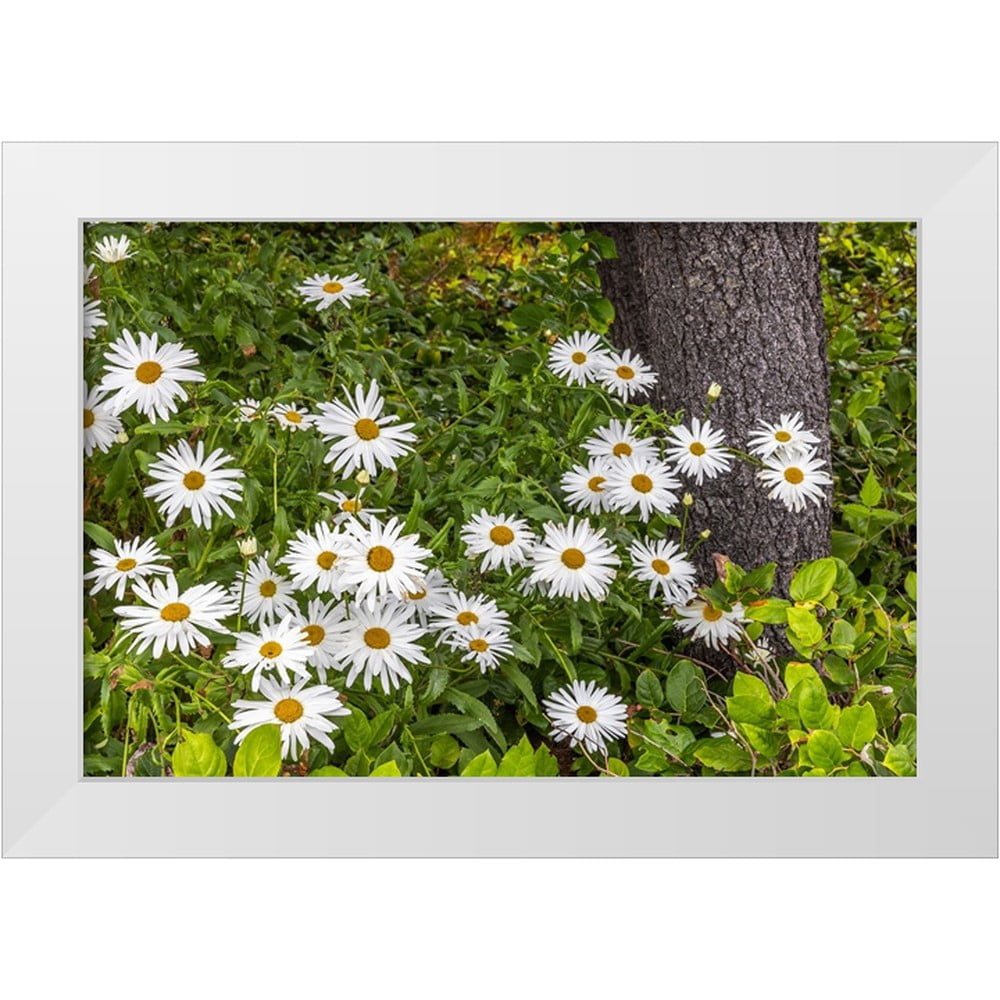 Looney, Hollice 24x17 White Modern Wood Framed Museum Art Print Titled ...