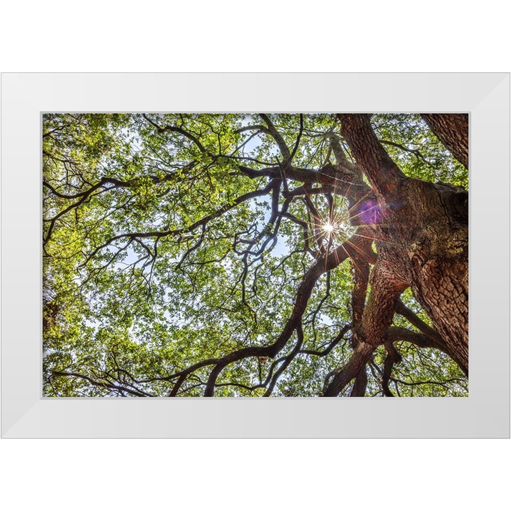 Looney, Hollice 24x17 White Modern Wood Framed Museum Art Print Titled ...