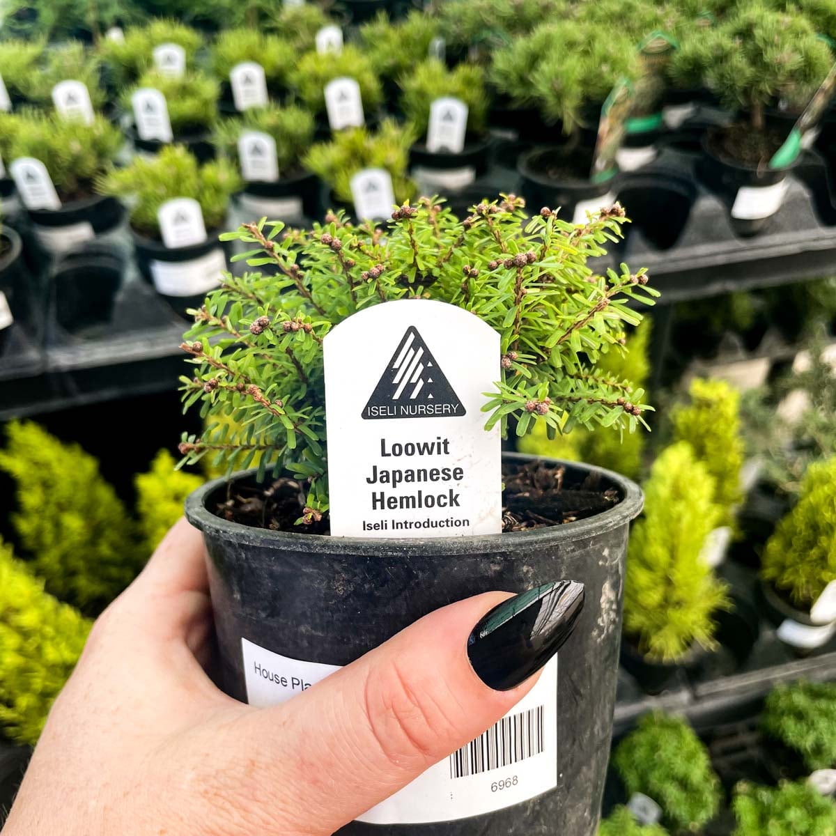 Loowit Japanese Hemlock- Live Bonsai Starter Plant - 4" Growers Pot ...