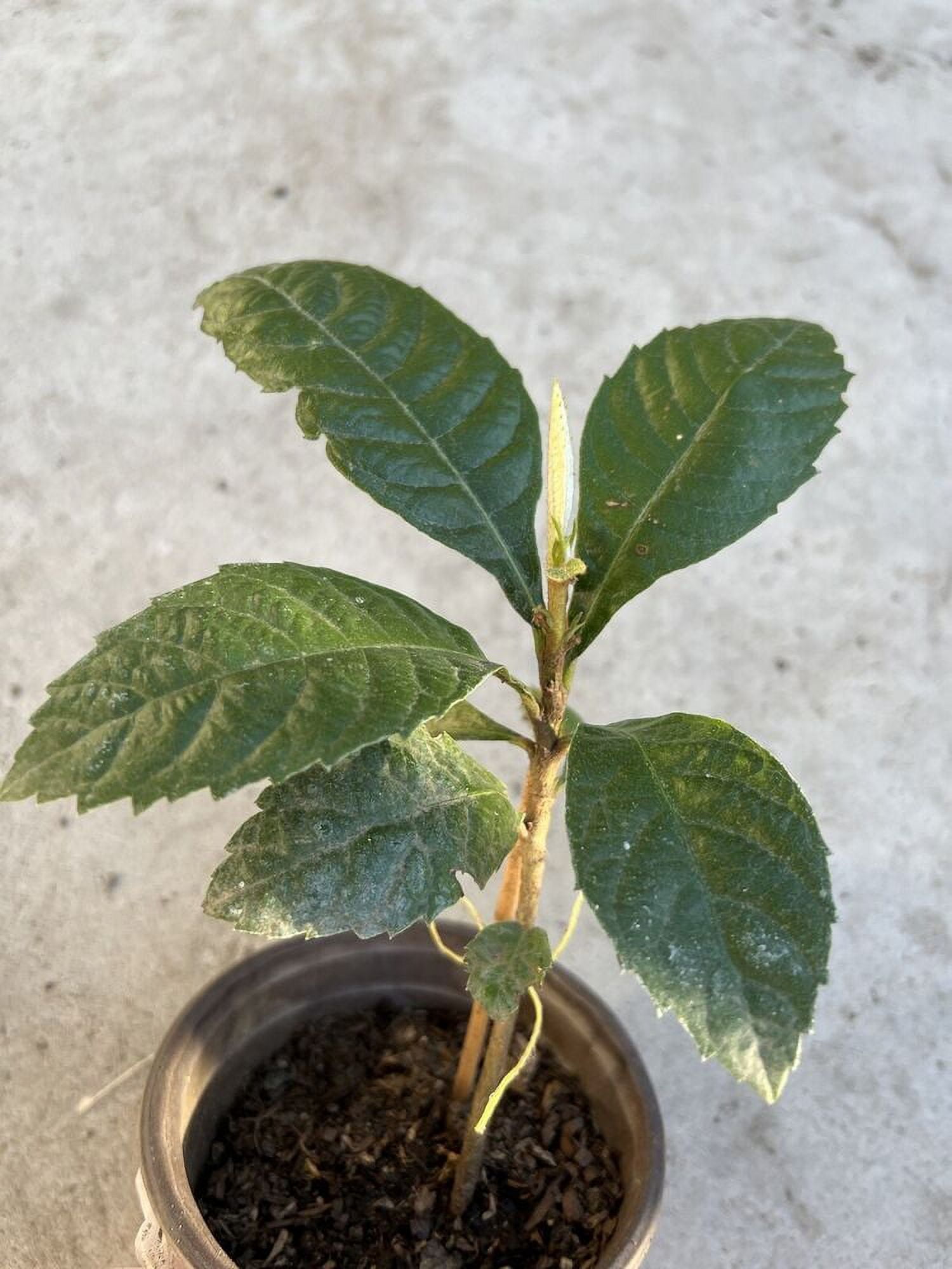 Loquat Fruit Tree 8” Sweet Tropical Live Plant Ready To Plant - Walmart.com