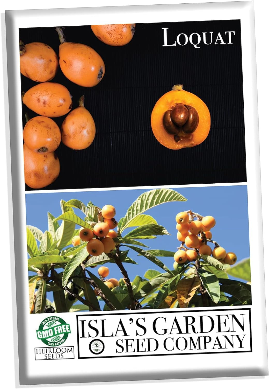 Loquat Seed Fruit