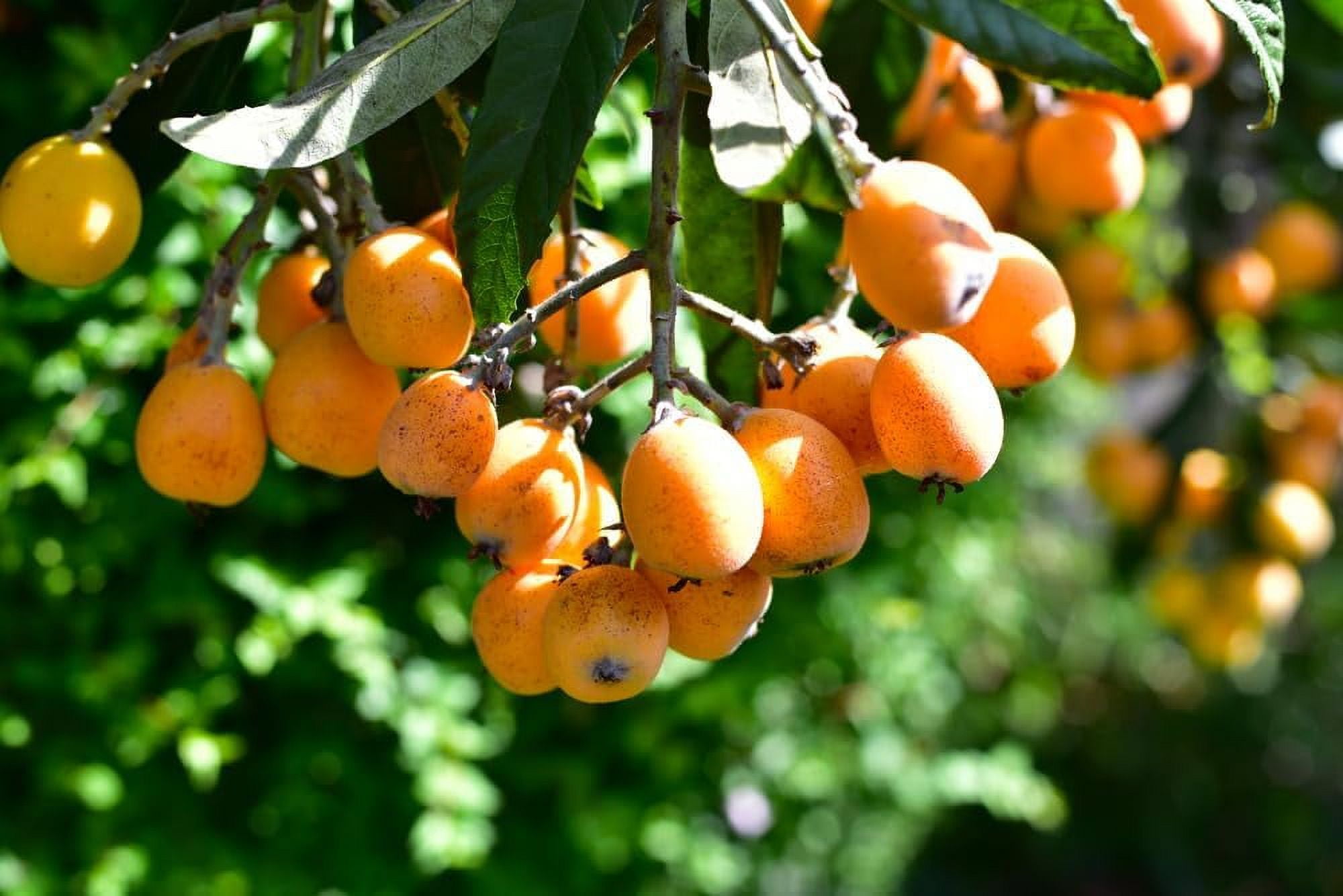 CZ Grain 5 Loquat Shrub Eriobotrya Japonica Plant Seeds - Walmart ...
