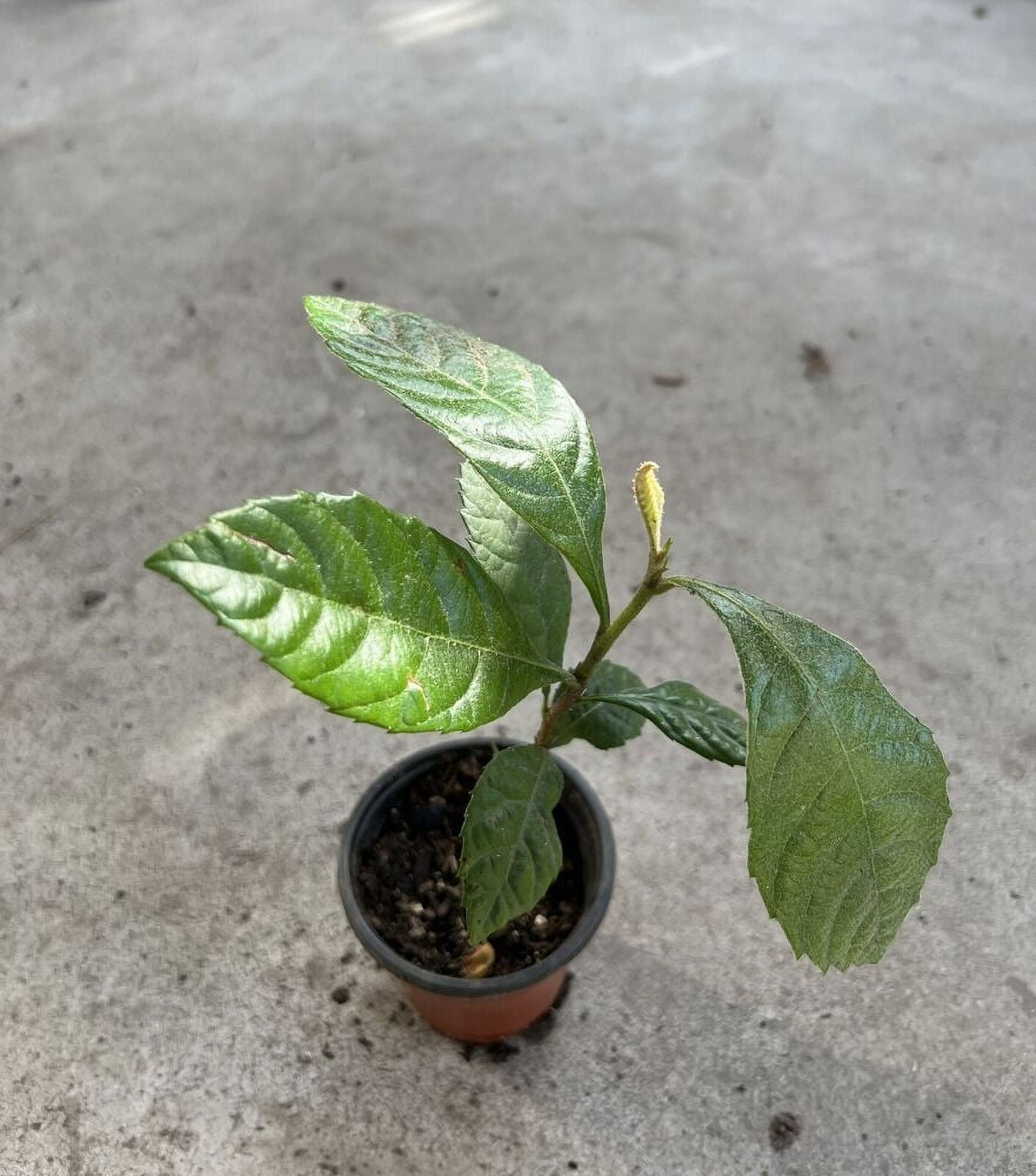 Loquat Tree 8” With Pot Sweet Tropical Live Plant Ready To Plant ...
