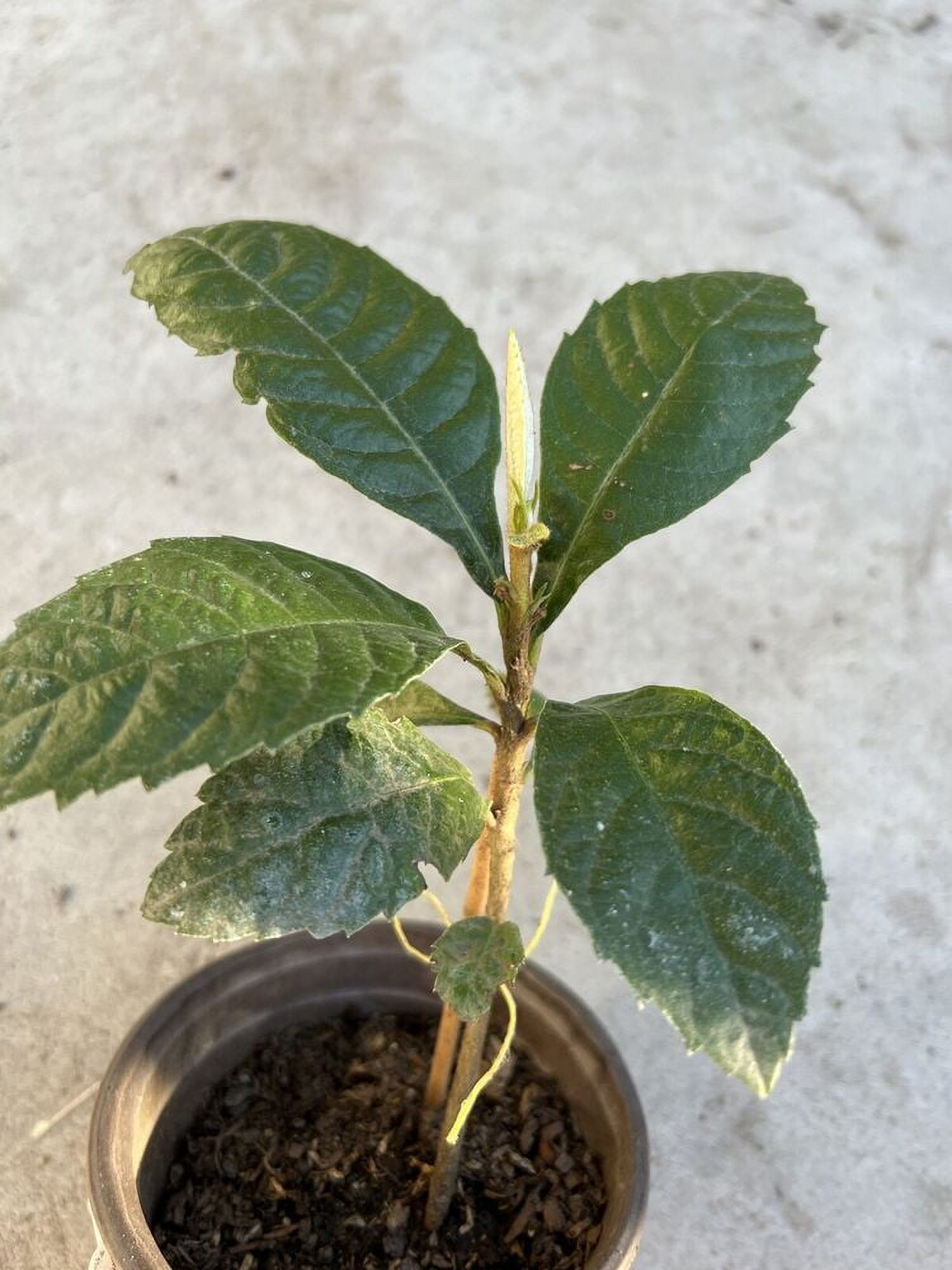 Loquat Tree 8” With Pot Tropical Plant Sweet Juicy Ready To Plant ...