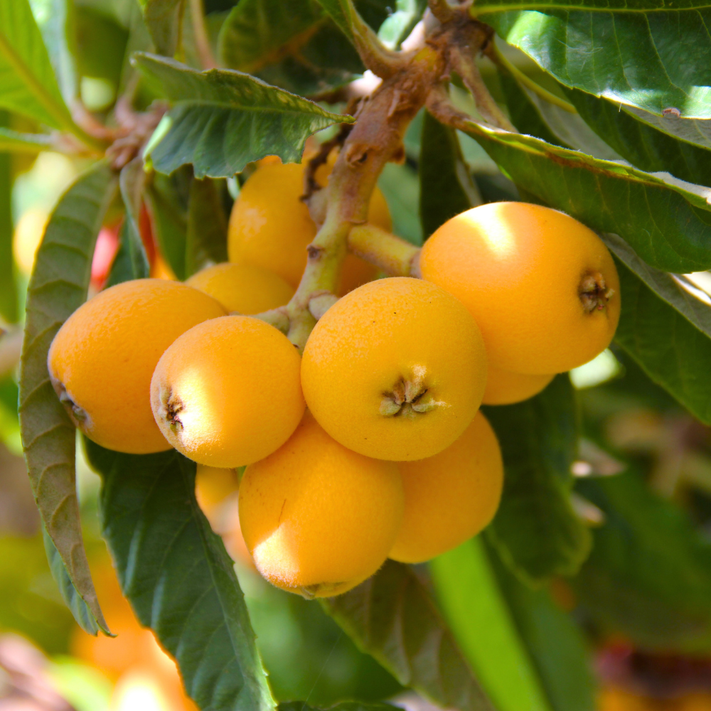 Loquats Fruit