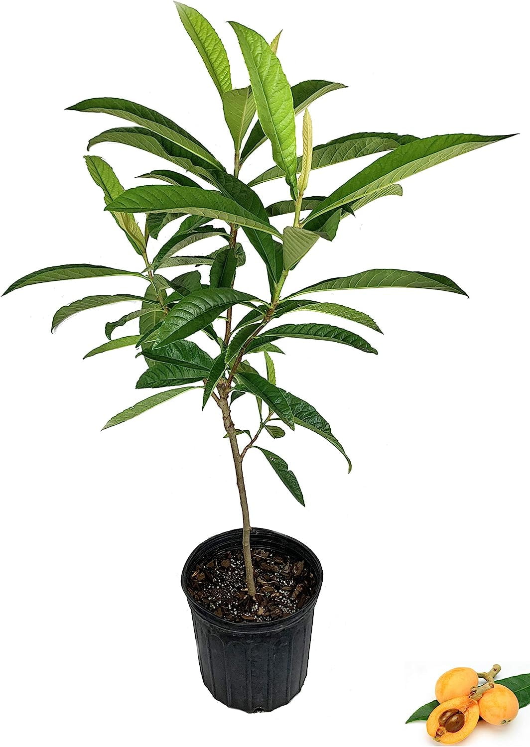 Loquat Tree - Japanese Plum - Live Fruit Tree in a 3 Gallon Pot - 3 ...