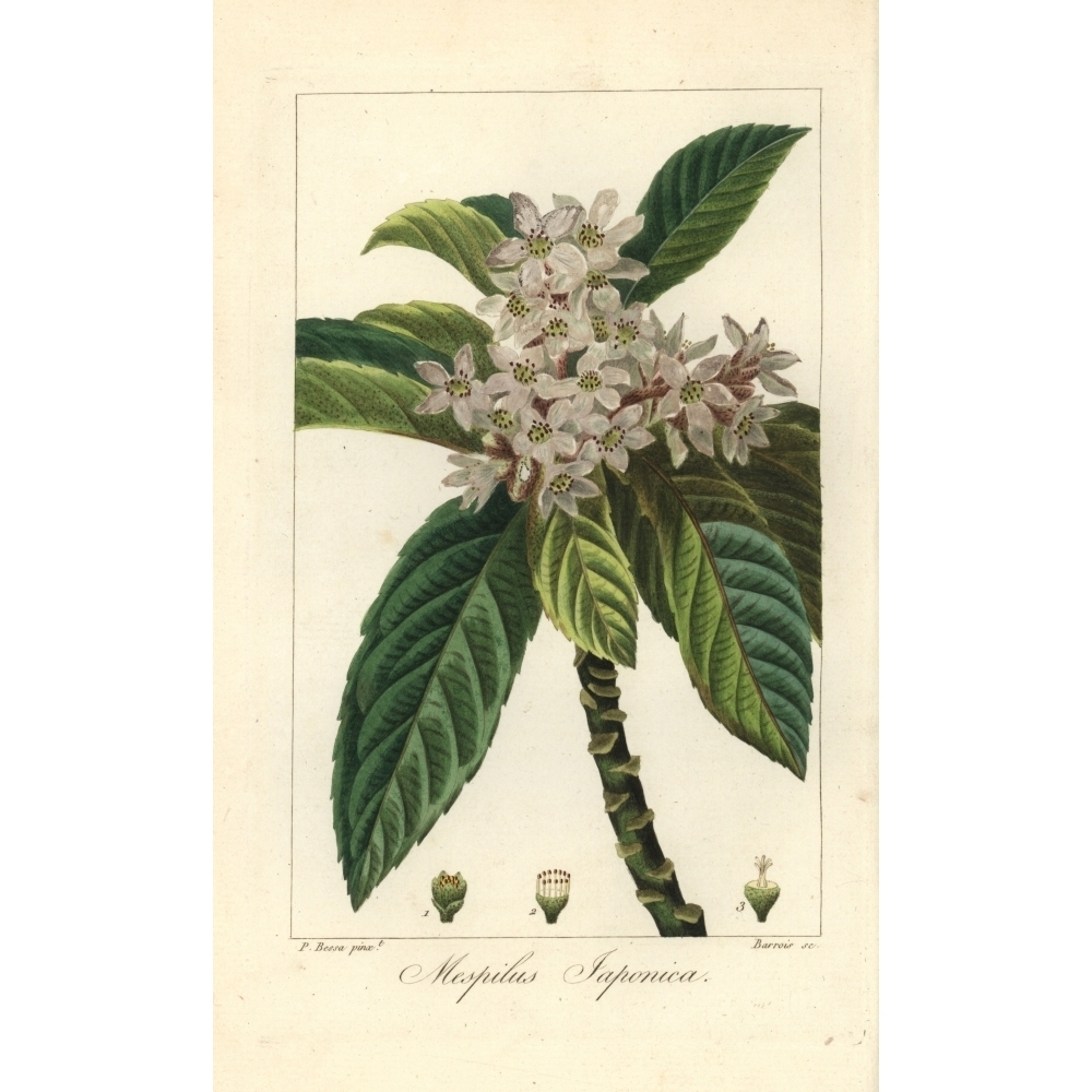 Loquat Tree Or Japanese Medlar Eriobotrya Japonica Poster Print By ...