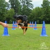 TRIXIE Dog Agility Dogwalk, Canine Agility Training, Obedience Training ...