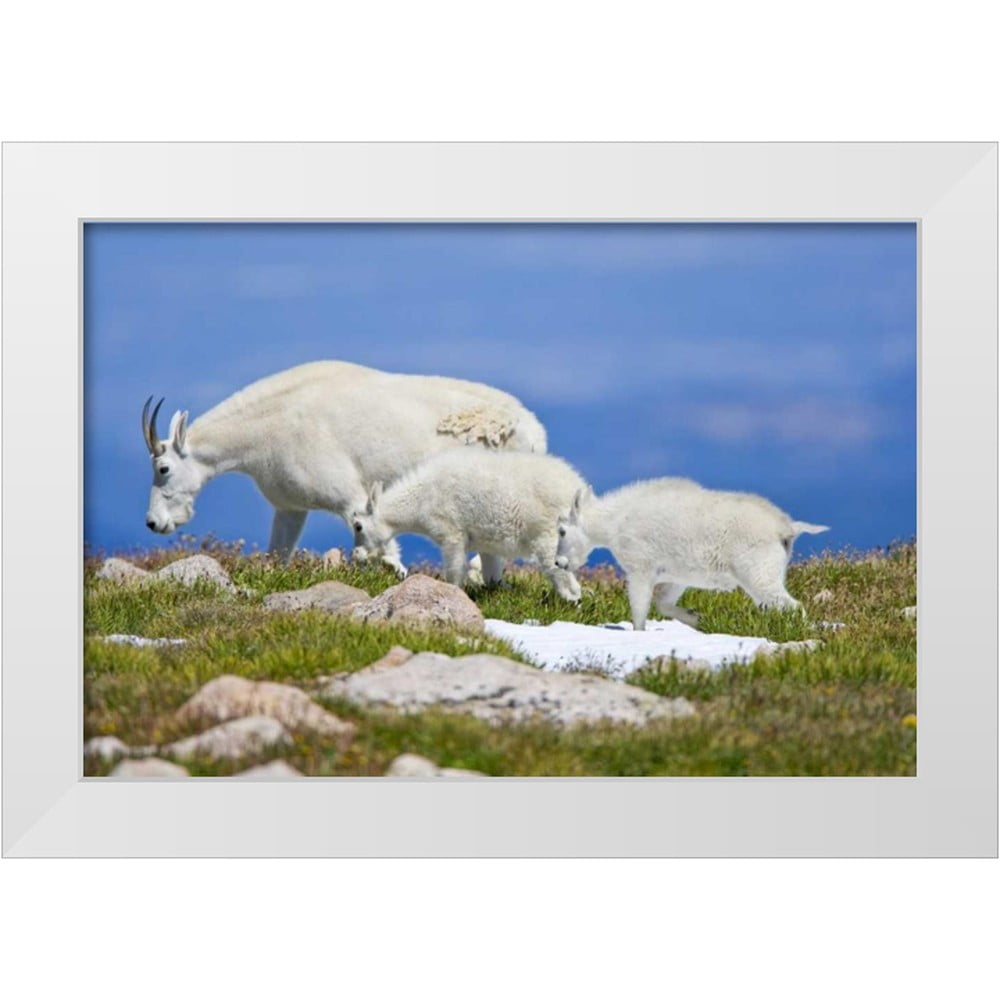 Lord, Fred 14x11 White Modern Wood Framed Museum Art Print Titled - CO ...