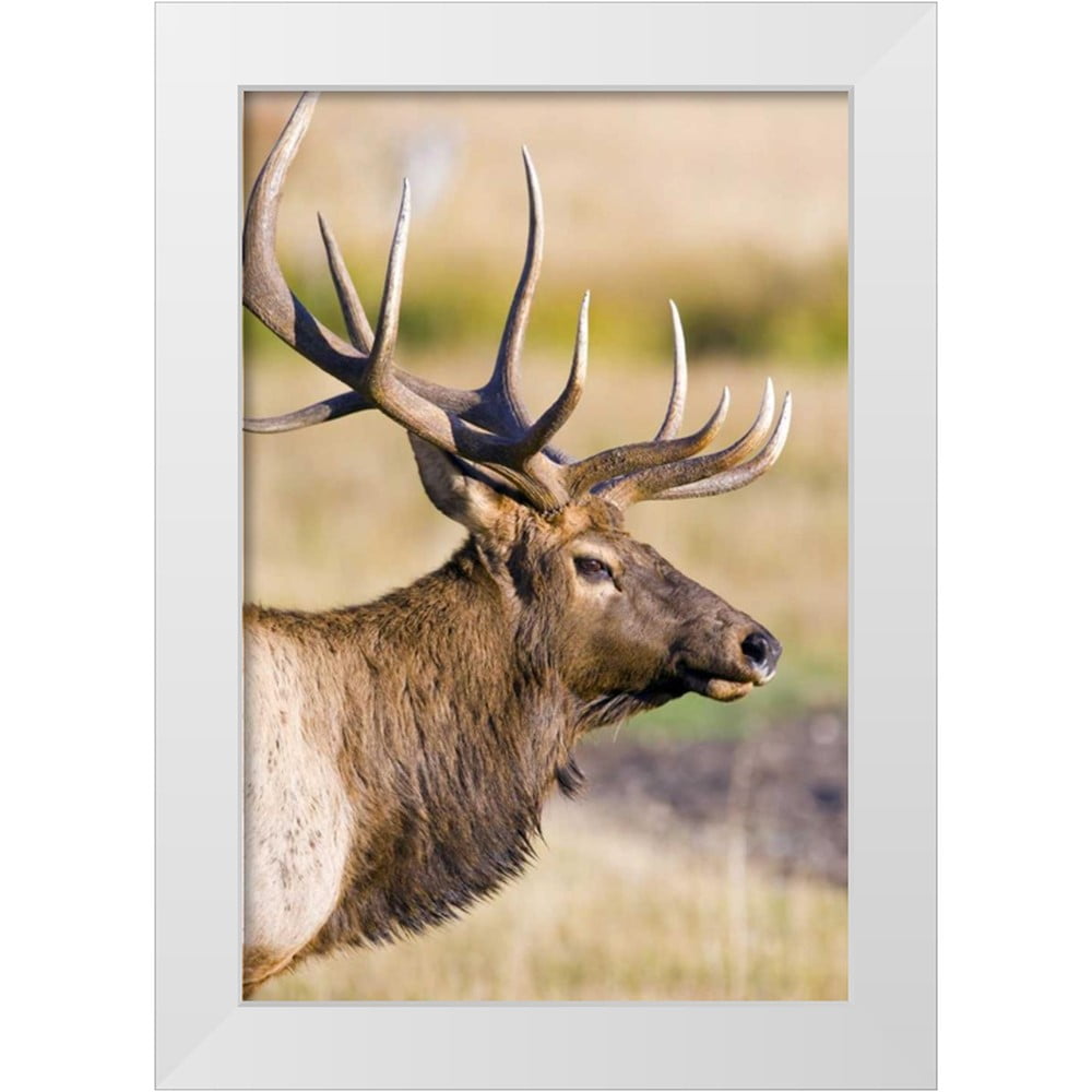 Lord, Fred 17x24 White Modern Wood Framed Museum Art Print Titled - CO ...