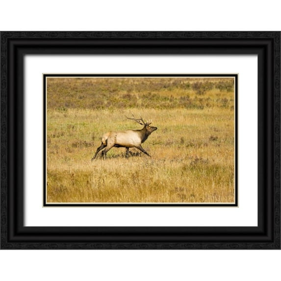 Lord, Fred 18x13 Black Ornate Wood Framed with Double Matting Museum ...