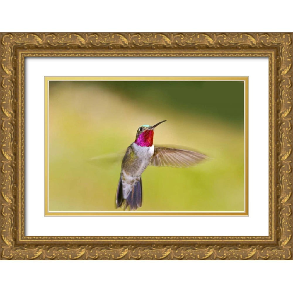 Lord, Fred 18x13 Gold Ornate Wood Framed with Double Matting Museum Art ...