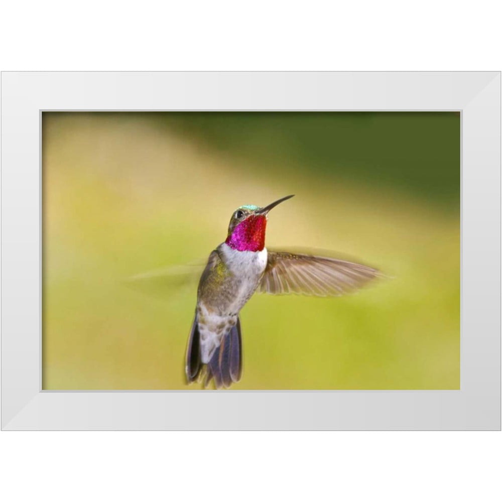 Lord, Fred 18x13 White Modern Wood Framed Museum Art Print Titled - CO ...