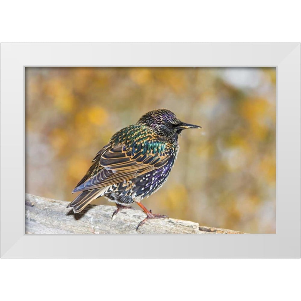 Lord, Fred 18x13 White Modern Wood Framed Museum Art Print Titled - CO ...