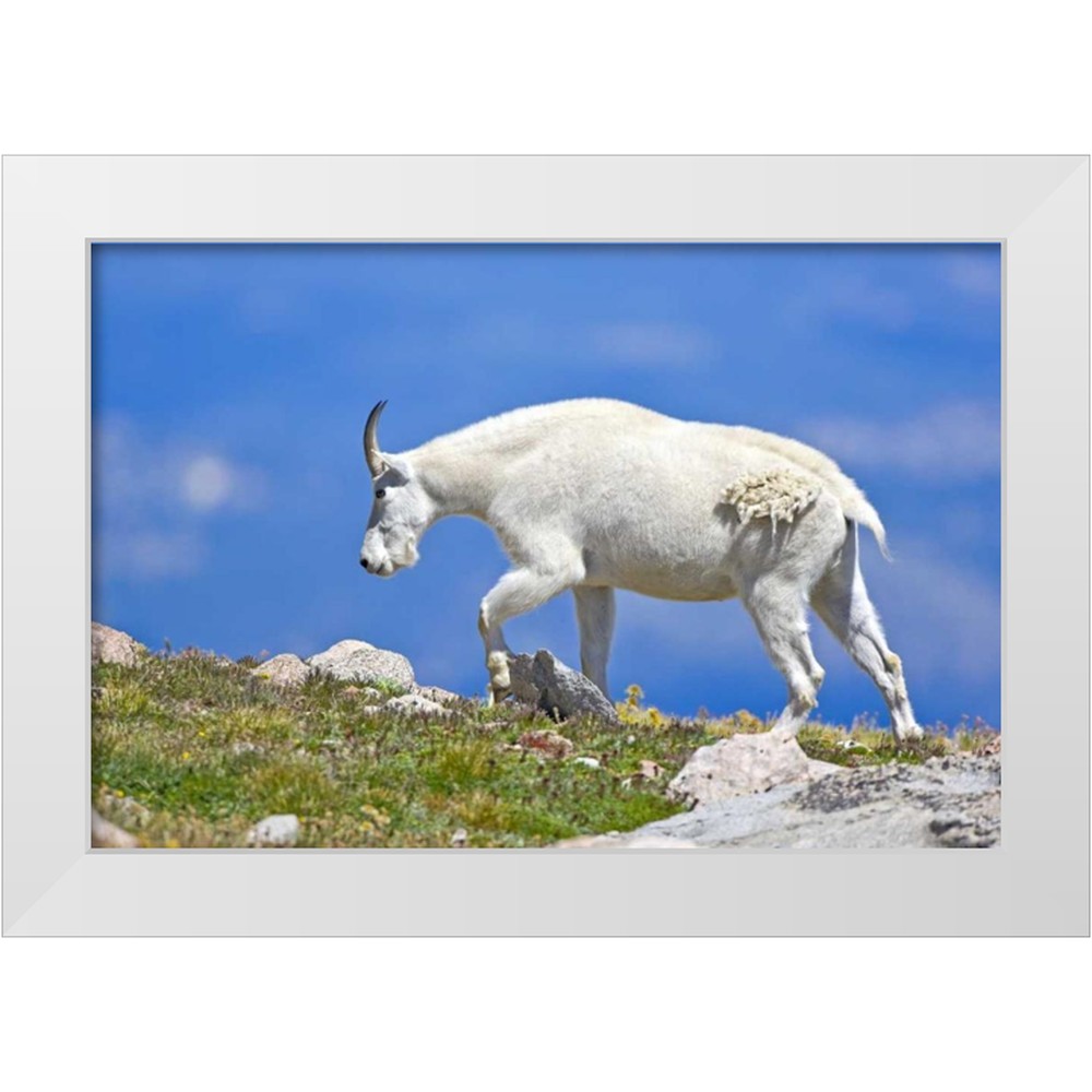 Lord, Fred 18x13 White Modern Wood Framed Museum Art Print Titled - CO ...