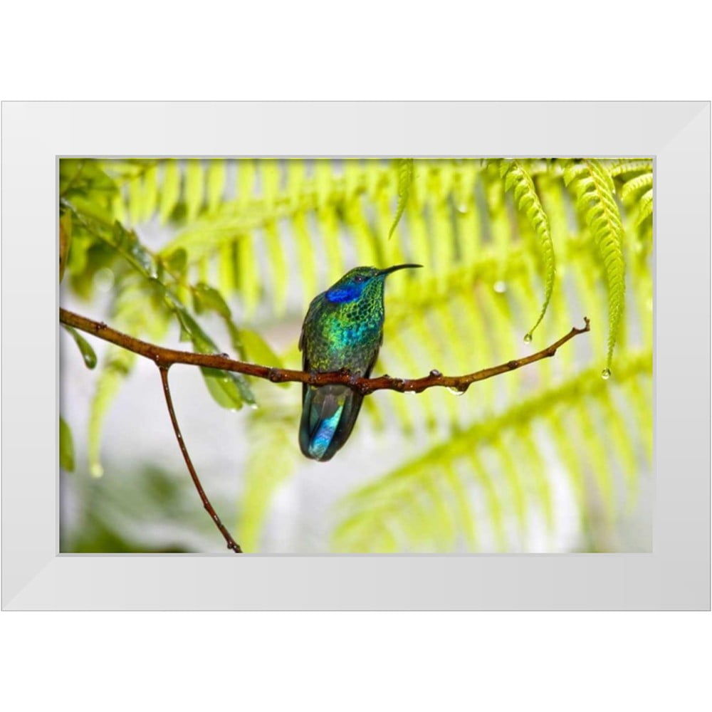 Lord, Fred 18x13 White Modern Wood Framed Museum Art Print Titled ...