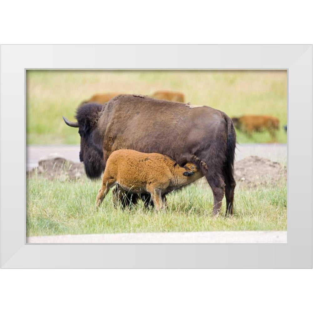 Lord, Fred 18x13 White Modern Wood Framed Museum Art Print Titled ...