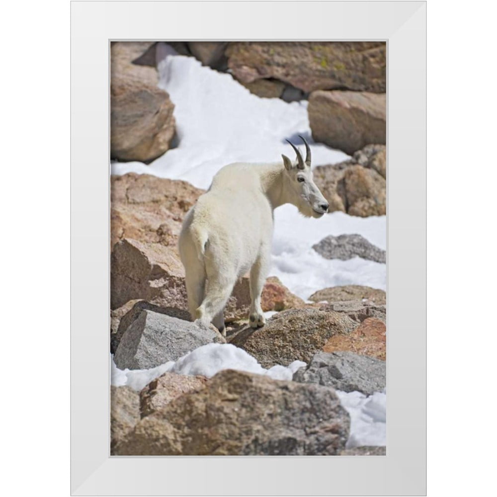 Lord, Fred 23x32 White Modern Wood Framed Museum Art Print Titled - CO ...
