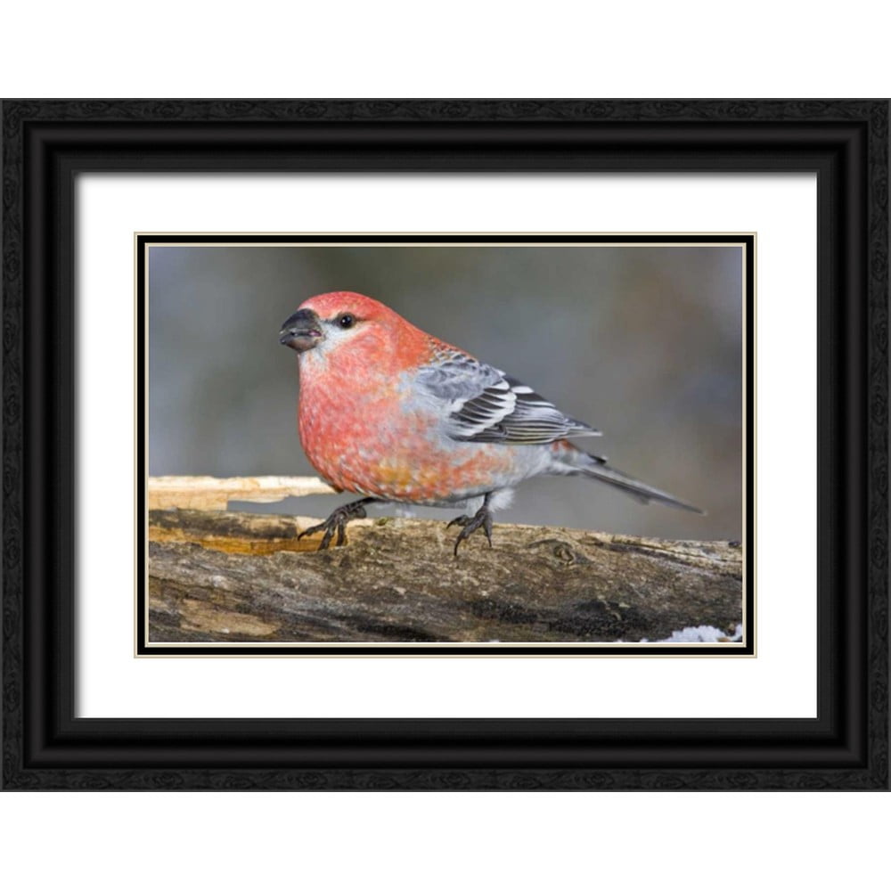 Lord, Fred 24x17 Black Ornate Wood Framed with Double Matting Museum ...