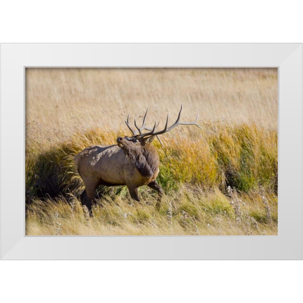 Lord, Fred 24x17 White Modern Wood Framed Museum Art Print Titled - CO ...