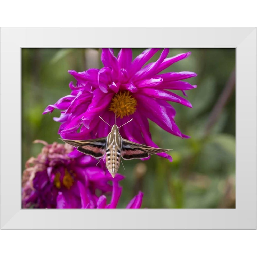 Lord, Fred 24x19 White Modern Wood Framed Museum Art Print Titled ...