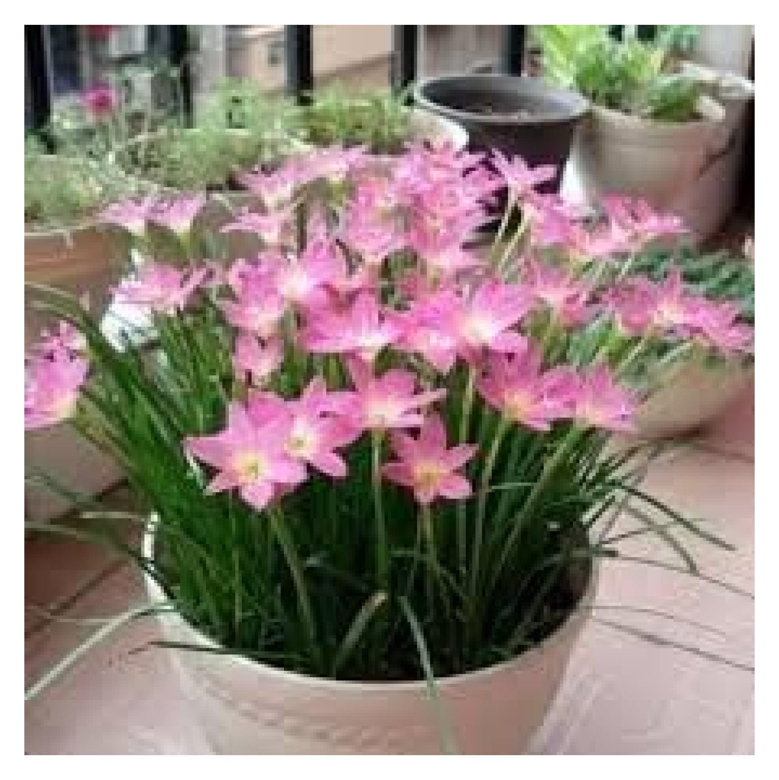 Lorelia (12) Rain Lily Flower Plants - Zephyranthes Grandiflora Outdoor ...