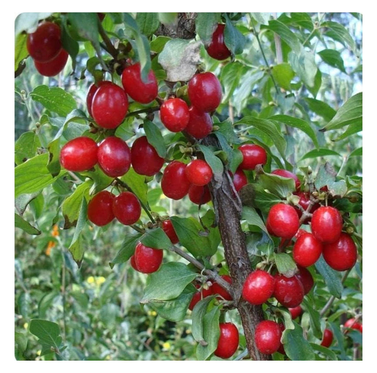 Lorelia Cedar, Dogwood, Pine, Redwood, Spruce, Tree Seed by MySeeds.Co ...