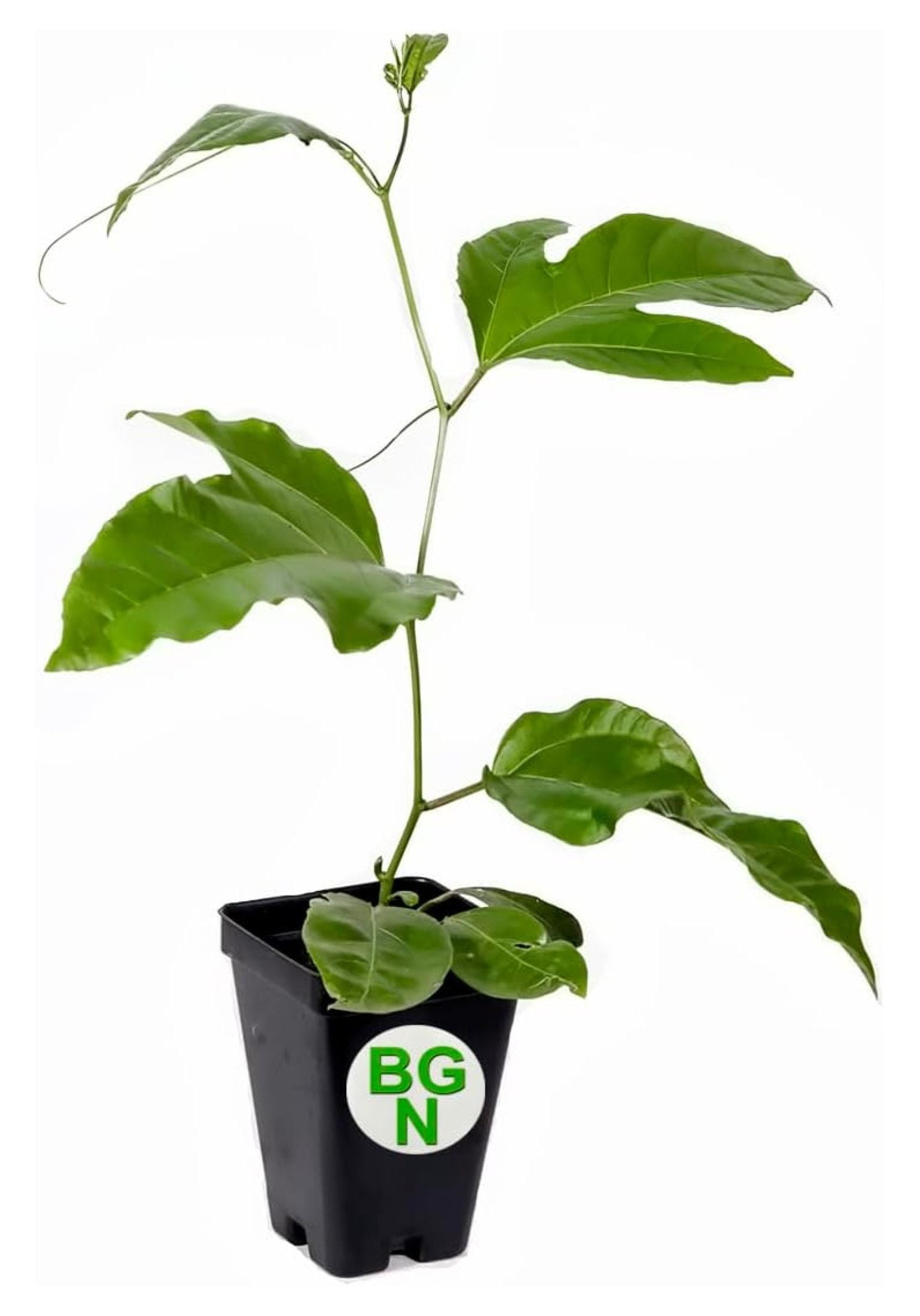 Lorelia Cold Hardy 'Red Rover' Edible Passiflora Edulis - Edible Purple ...