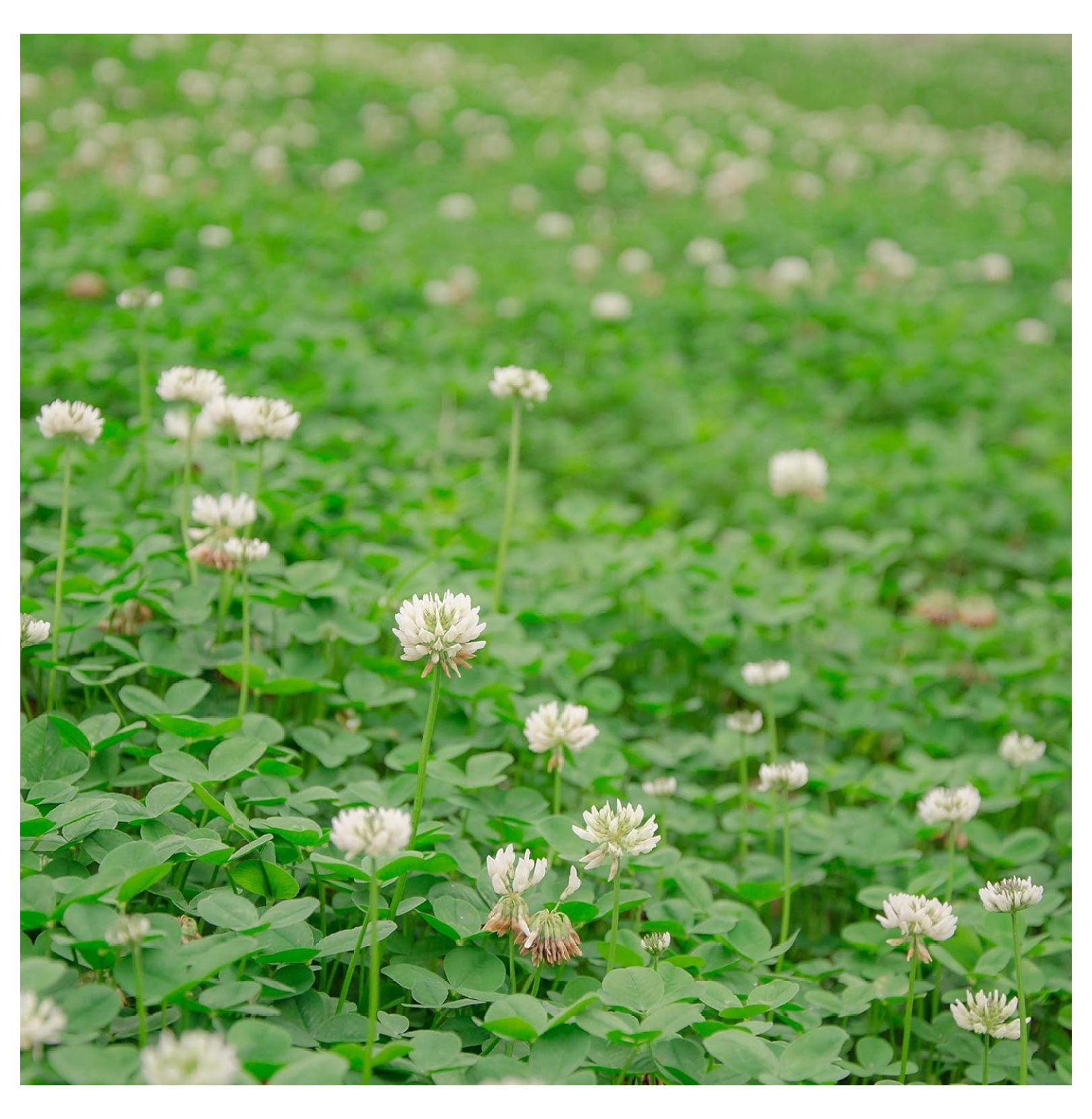 Lorelia Perennial White Dutch Clover Seed - 1/4 lbs. Nitrocoated ...