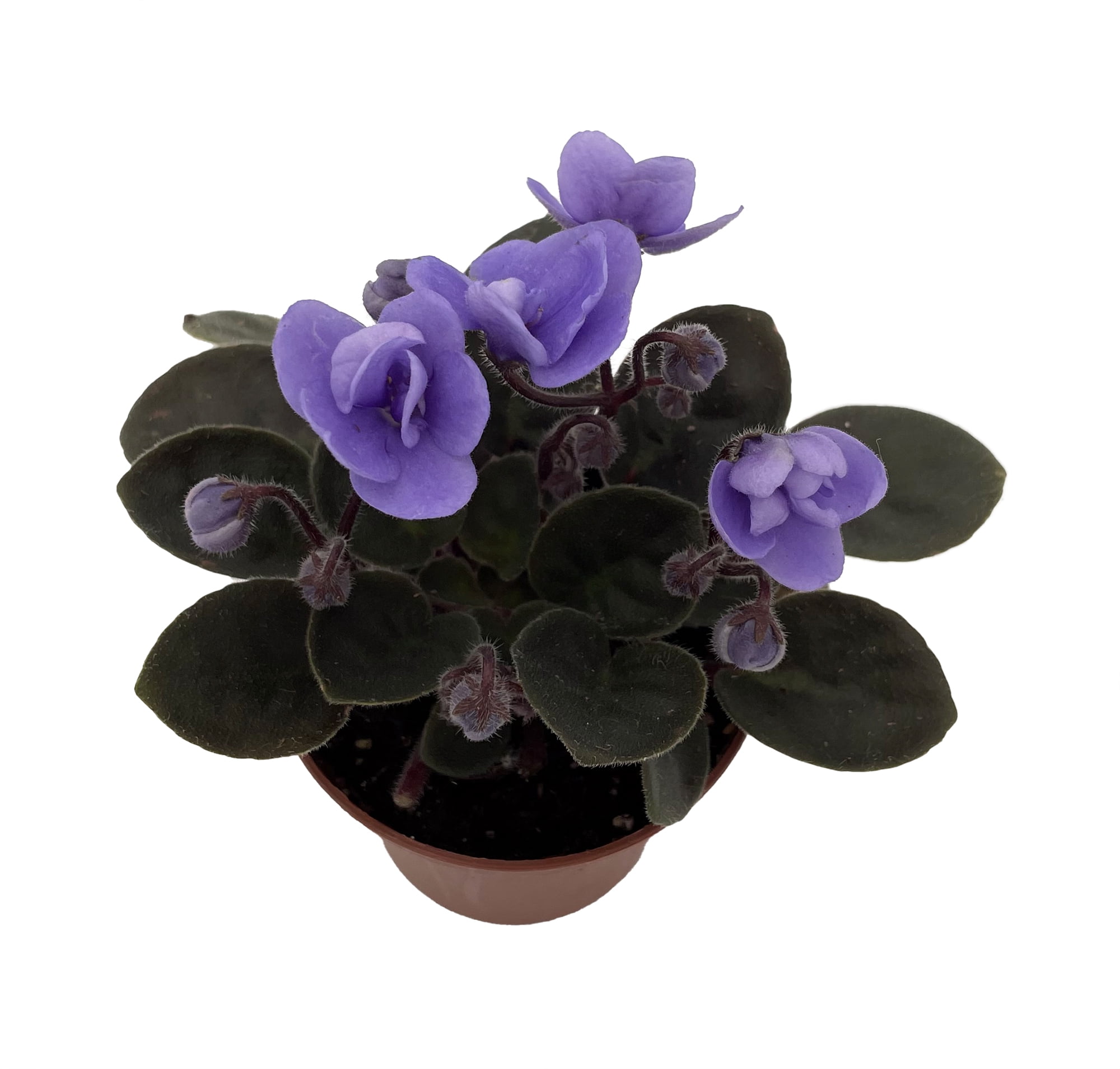 Lori Miniature African Violet - 2.5" Pot - Double Light Purple Blooms ...