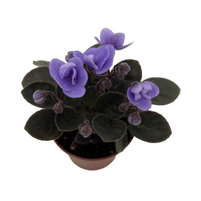 Lori Miniature African Violet - 2.5" Pot - Double Light Purple Blooms ...