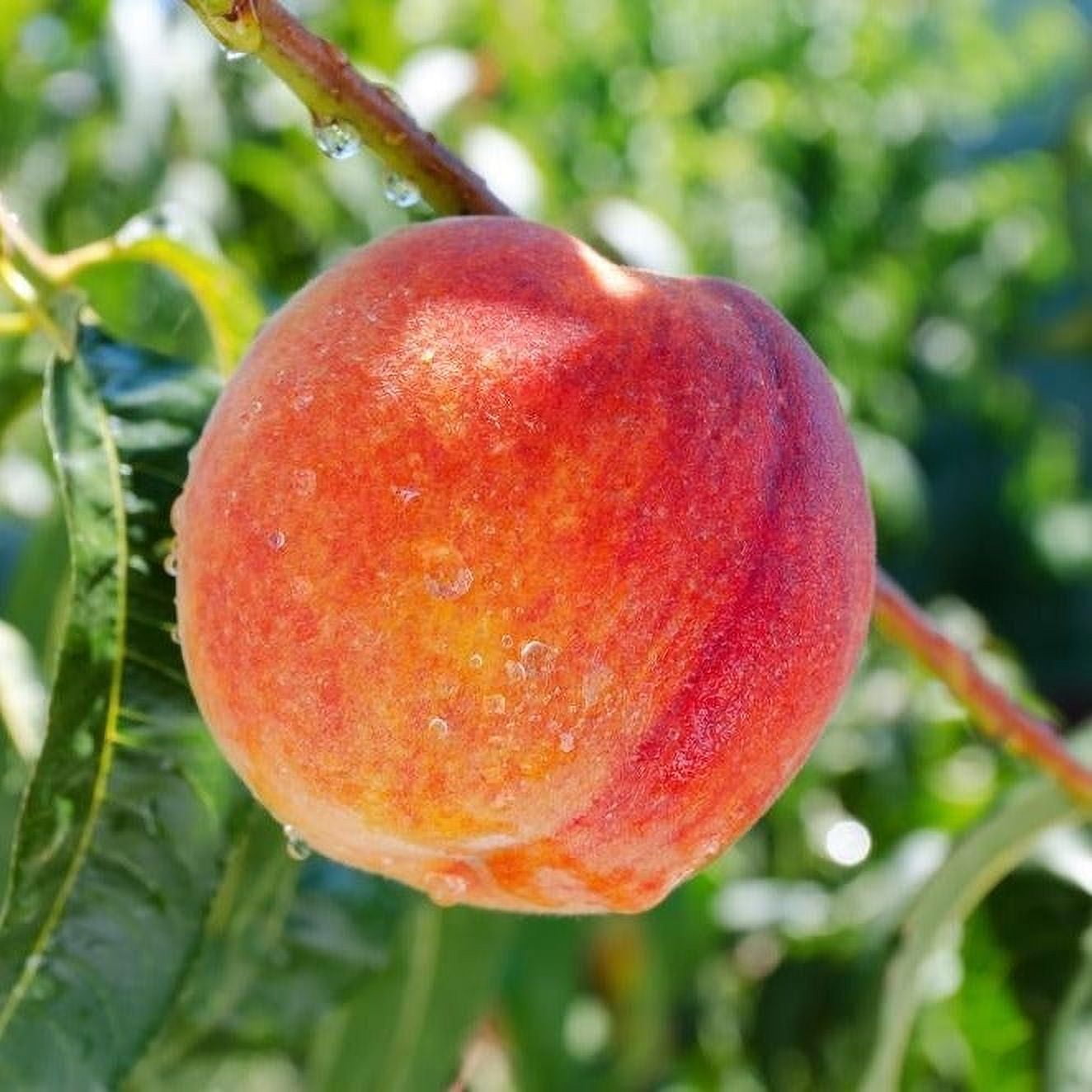 Loring Peach Tree 7 Gallon - Walmart.com